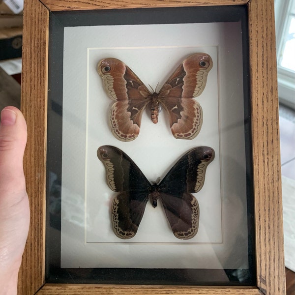 Real Framed Promethea Moth (M & F) From North America in Shadow Box ...