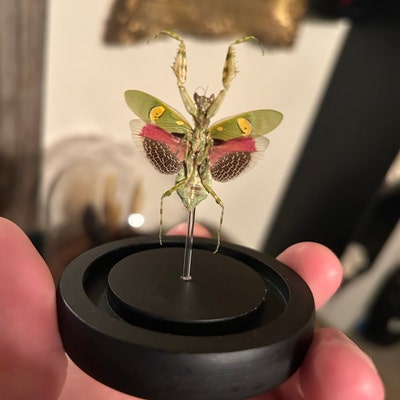 W39b Entomology Taxidermy Glass Dome Display Locust Cicada - Etsy