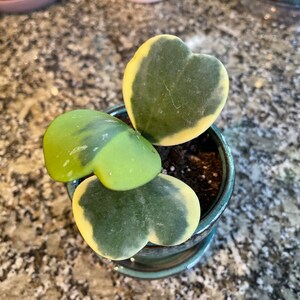 Ludochilus Sea Turtles Jewel Orchid - Etsy