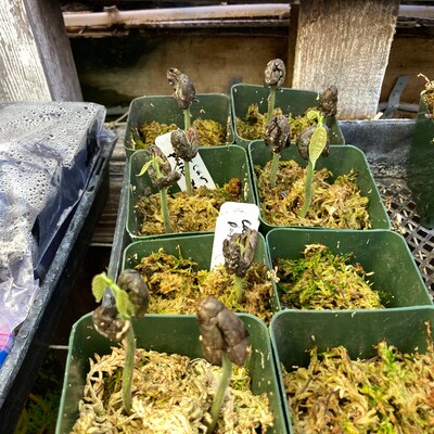 5 Bele Abelmoschus Manihot Edible Hibiscus Tonga Spinach Cuttings FROM ...