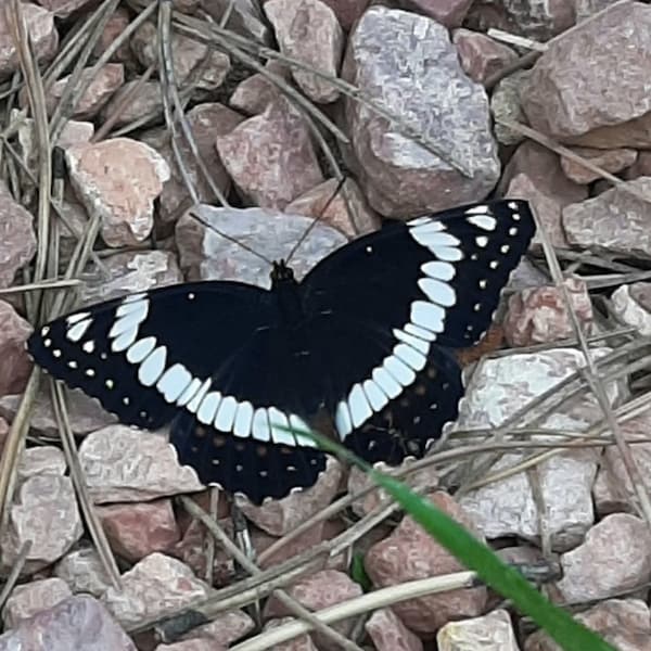 RAD Power Bike, 2 Pack Shark Battery Replacement Fuse, Plug, Cap ...