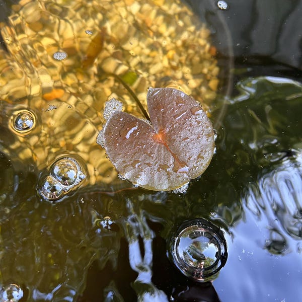 Carex Lurida | Shallow Sedge | Bareroot | Wetland Restoration | Live ...