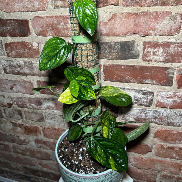 Epipremnum 'colorado Constellation' Rare Pothos - Etsy