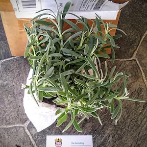 4 Lavandula Angustifolia 'lavance Deep Purple Lavender Starter ...