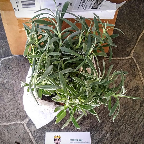 4 Lavandula Angustifolia 'lavance Deep Purple Lavender Starter ...