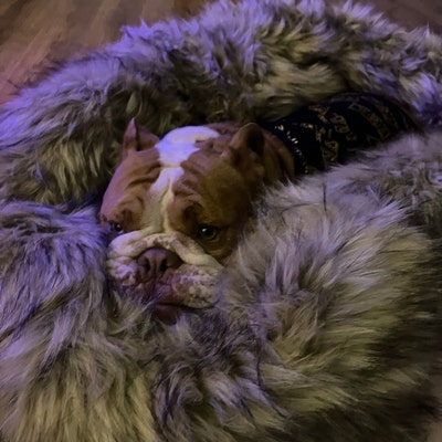 PRE-ORDER Teddy FLOOF for People Escape Den Cuddle Cave Dog Bed for ...