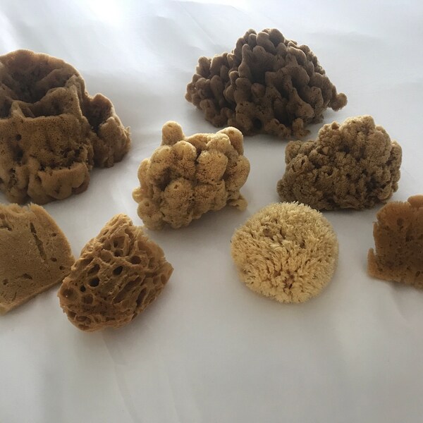 Nautical Gifts 7 VARIETY Tabletop Display Sea Sponge Sea Shell Cottage ...