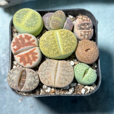 Plant 1 Dinteranthus.vanzylii L.lesliei Dinterops stonesthrow - Etsy