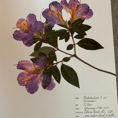 Azalea Print Purple Flower Art Pressed Plant Art Pressed Flower Print ...