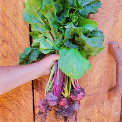 Rainbow Beet Collection, Five Fancy Heirlooms, 300 Mixed Seeds, Fall ...