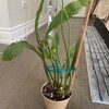 Epiphyllum Medora,one Live Plant in Pot ,hard to Find. - Etsy Canada
