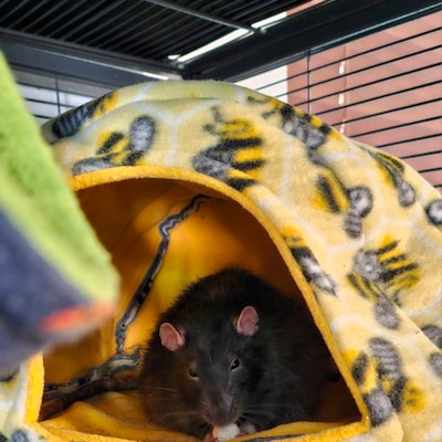 Large Fleece Coffin Bed, Drac Inspired Design, Halloween Pet Bed, Cat ...