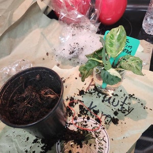 Variegated Maranta Beauty Kim 4 Pot ALL PLANTS Require You to Purchase ...