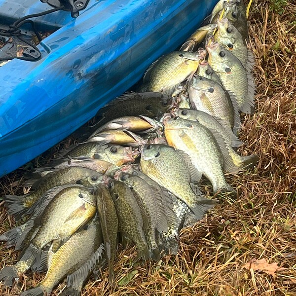 Size 10- Tungsten Bubble Minnow Jig 2 Pks - Etsy