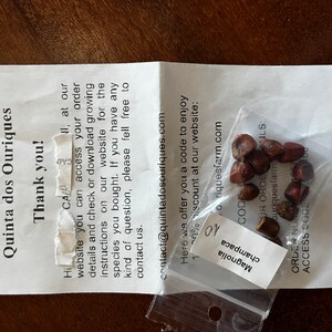 Bomarea Multiflora Seeds 5 Seeds Alstroemeria Flowers - Etsy