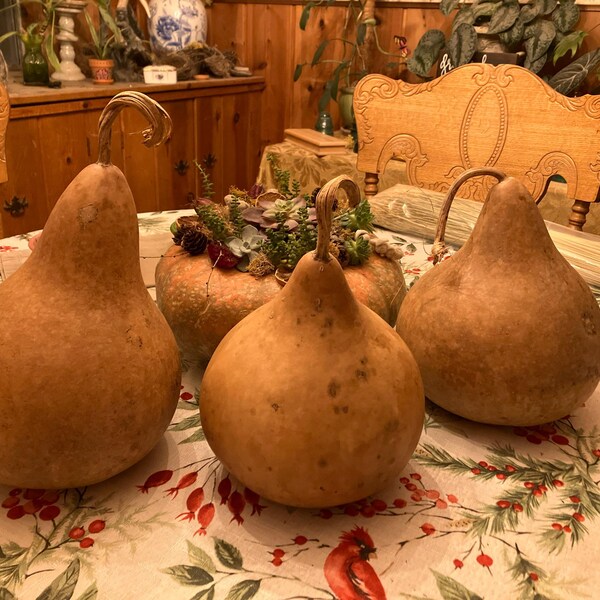 15 Quality Mini Pear Gourds ( Cleaned and Dried ) - Etsy