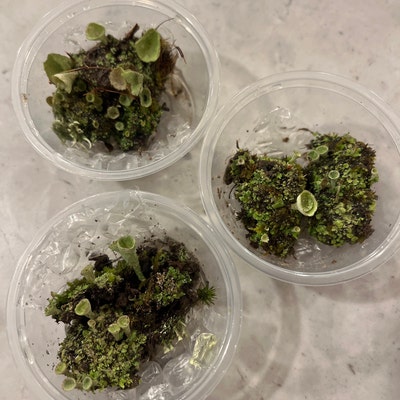 Small Terrarium Humidifier for Lichens, Moss, Plants. Mini Propagation ...