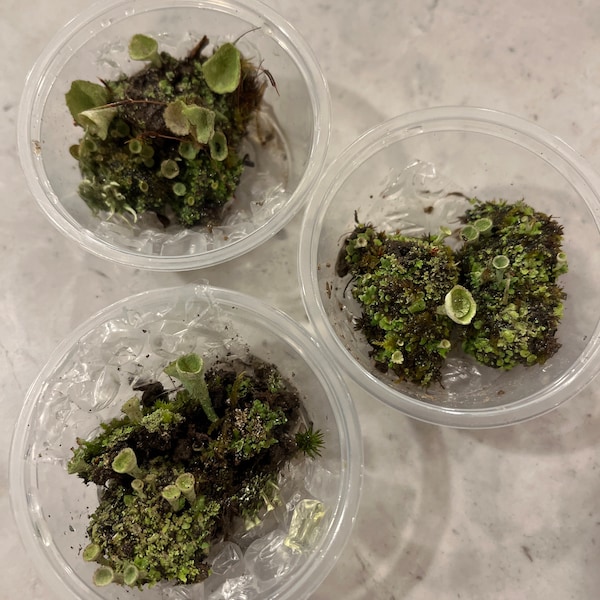Pixie Cup Lichen. Live Pixie Cup Lichen Specimens for Terrarium, Moss ...