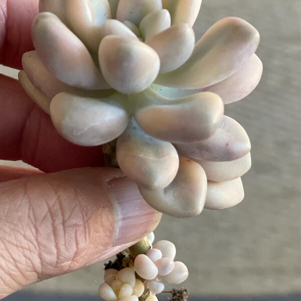 Graptopetalum Ellen Variegated-succulent - Etsy