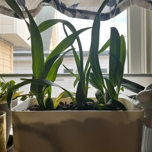 Oncostele Wildcat 'bobcat' Oncidium Type Orchid Plant, Shipped in 2.5 ...