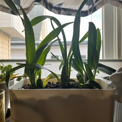 Oncostele Wildcat 'bobcat' Oncidium Type Orchid Plant, Shipped in 2.5 ...
