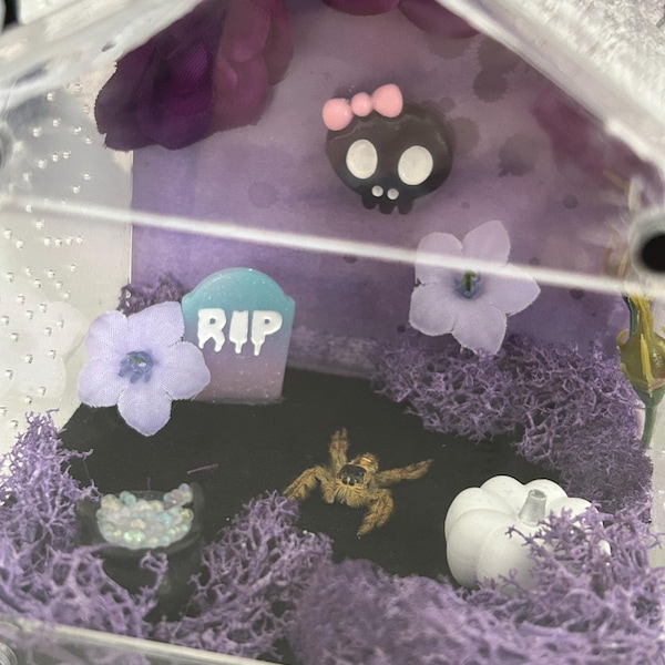 Blue Scarab Beetle. Real Insect Framed. Entomology. Blue ...