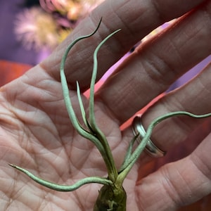Tillandsia Bulbosa Alien Air Plant - Etsy