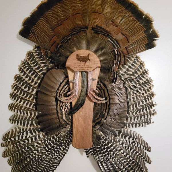 Turkey Tail/wing Mount. - Etsy
