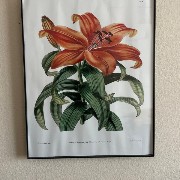 Lily Print, Vintage Botanical Poster Wall Art Decor, Orange Lily ...