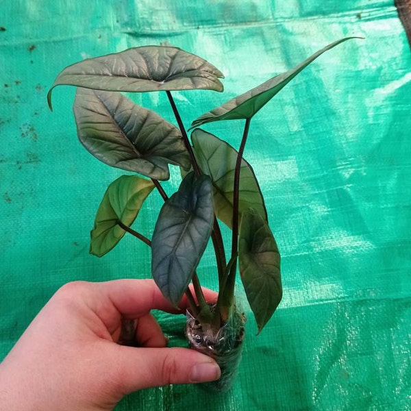 Alocasia Platinum “bisma” Starter Plant (ALL STARTER PLANTS Require You ...