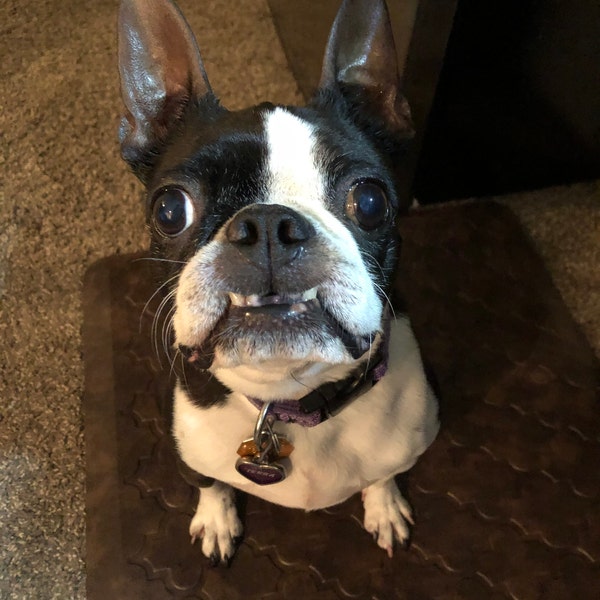 Boston Terrier Canvas, Dog Wall Art, Animal Decor, Dog Art, Dog Lover ...
