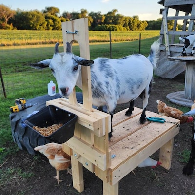 Goat Milking Stand for Pygmy and Nigerian Dwarf and Other Small Breeds ...