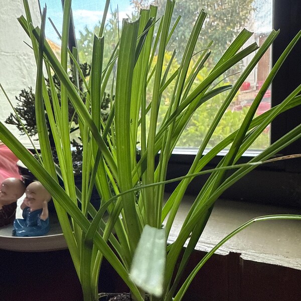 Silver Edged Pumpkin Seeds Gourd Non GMO Heirloom Vegetable for ...