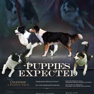 CUSTOM Graphic Design for Breeders Stud Dog Planned Litter Announcement ...
