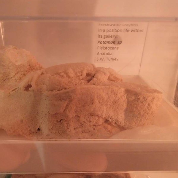 0.5" Raptor Fossil Toe Claw Cretaceous Dinosaur Judith River Formation ...