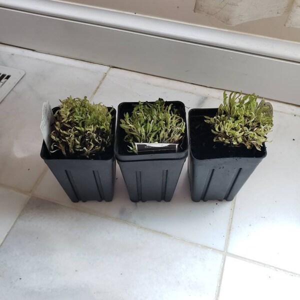 Salvia Nemorosa 'bumbleberry - 3 Well Rooted Starter Plants in 1 Qt ...