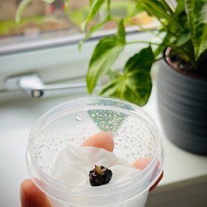 Organic Emperor Lychee Live Plant Litchi Chinensis 1 Live Plant Hybrid ...