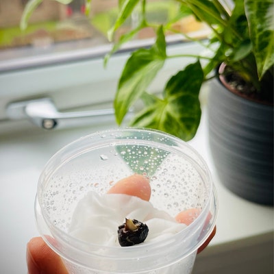 Organic Emperor Lychee Live Plant Litchi Chinensis 1 Live Plant Hybrid ...