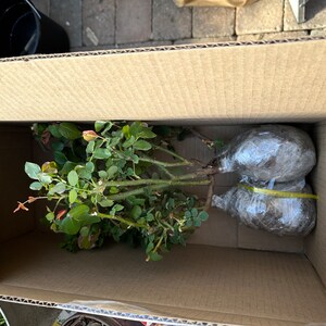 French Cut Rose Pink Strong Fragrant Rose Live Plant, 1 Gallon - Etsy