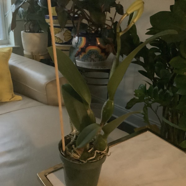 Blooming Size, Freshly Repotted, on Sale Exquisite Cattleya Hybrid ...