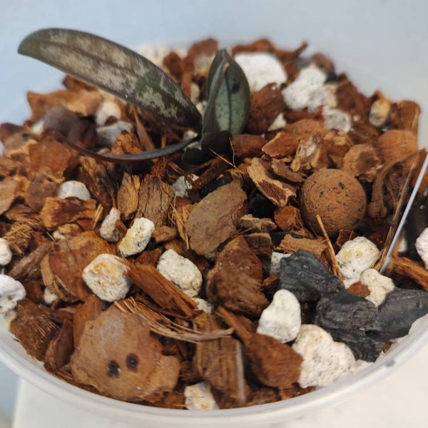 Akadama Substrate for Aroids, Terrariums, Bonsai, Cuttings (16oz) - Etsy