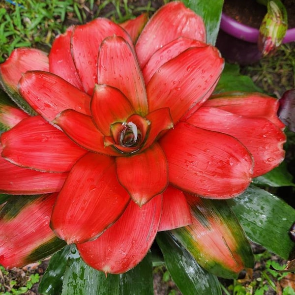 Bromeliad Alcantarea Imperialis ‘rubra’ - Etsy