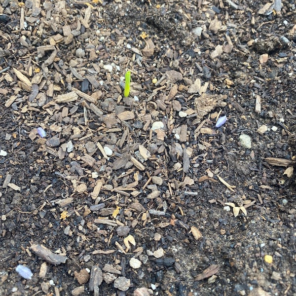Vietnam Broccoli Seeds Cải Rổ Jie Lan Gai Lan Rapini Rabe Kale Stem ...