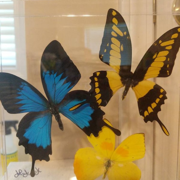 Butterfly Display, Framed Butterflies, Mounted Butterflies, Butterfly ...