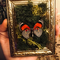 Callicore Kolyma One Real Butterfly Red White Verso Peru - Etsy
