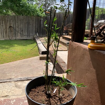 Dwarf Orinoco Banana Pup - Etsy