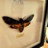 Spider. Cyclocosmia Ricketti. Real Specimen. Insect Specimen. Real ...