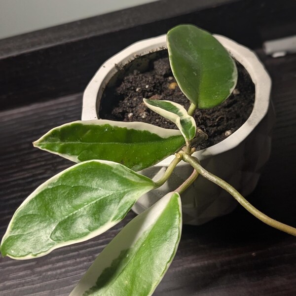 Starter Houseplant Cutting Bundle - Satin Pothos, Pearl and Jade Pothos ...