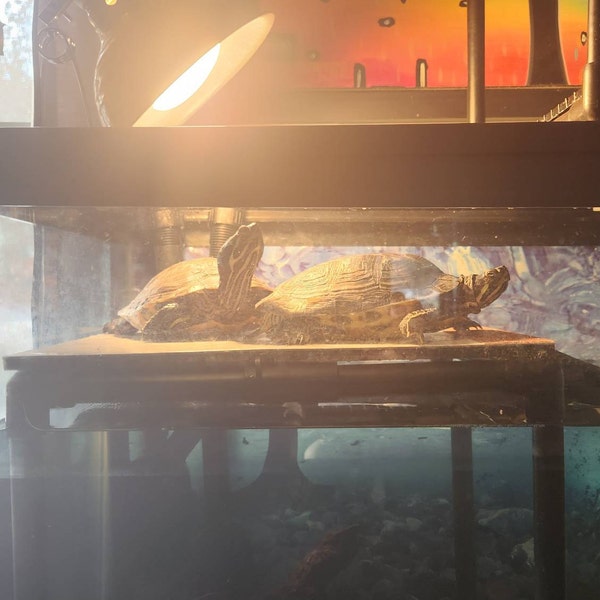 Tank Topper Turtle Dock! Sits on Top of Your Aquarium and Fits 12-13 ...