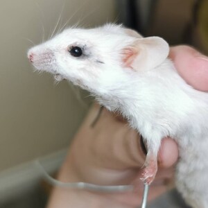 DIY Mouse Taxidermy Craft Kit Inc. Manual and Full Tool Kit for ...